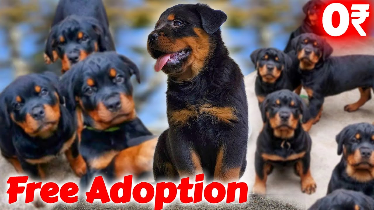 Free Free Dog Adoption *Rottweiler* Rottweiler for free adoption 🐶 All ...