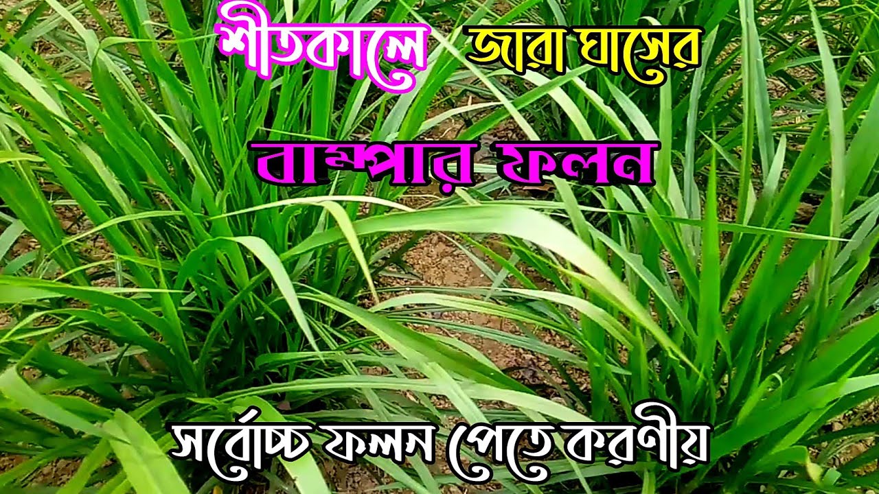 শীতকালে জারা ঘাসের পরিচর্যা || বাম্পার ফলন || Jara Grass Cultivation In ...