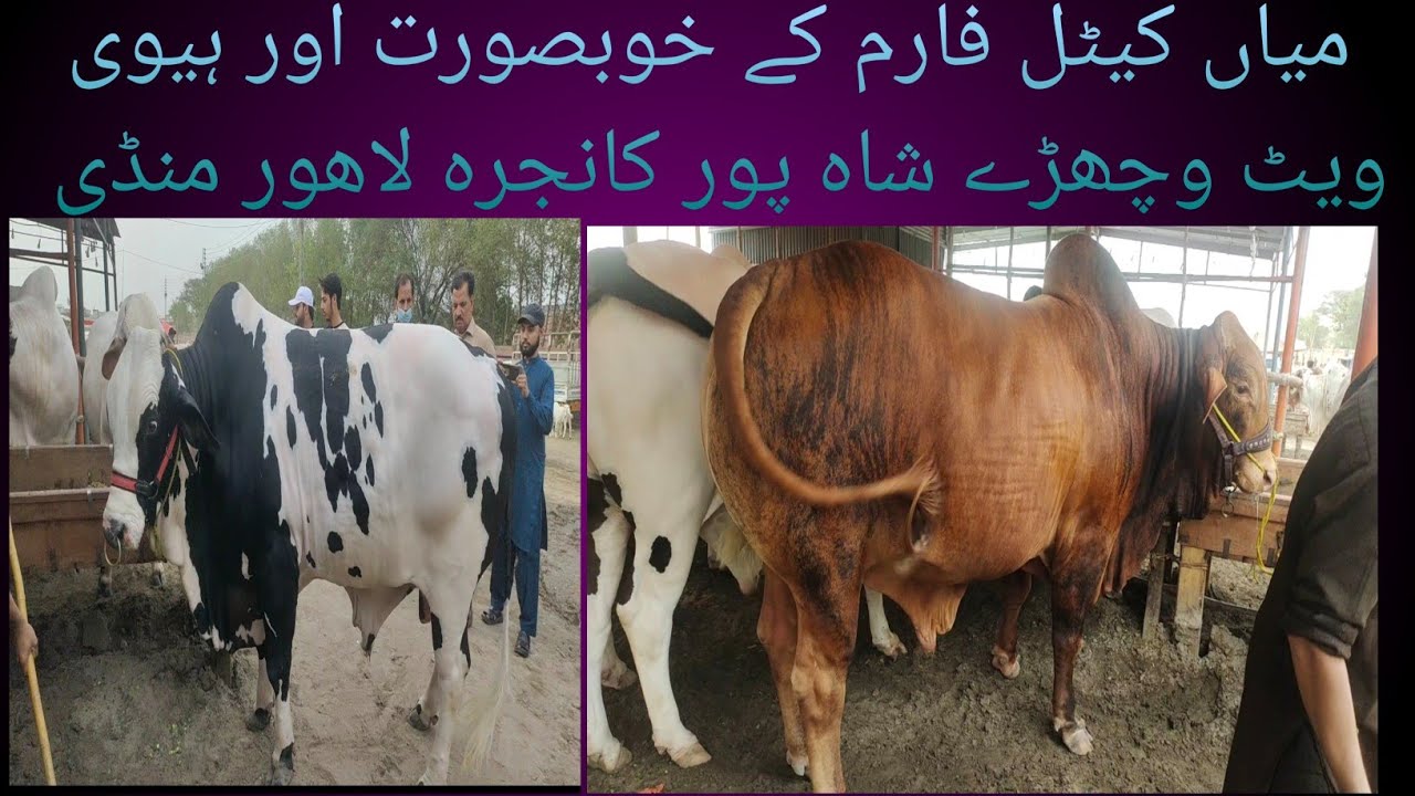 Mia Cattle Form K Khubsorat Bachry In Heavy Weight || Heavy Weight ...