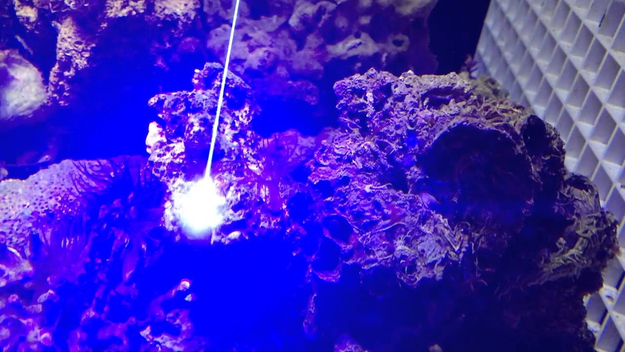 Laser zapping aiptasia - YouTube