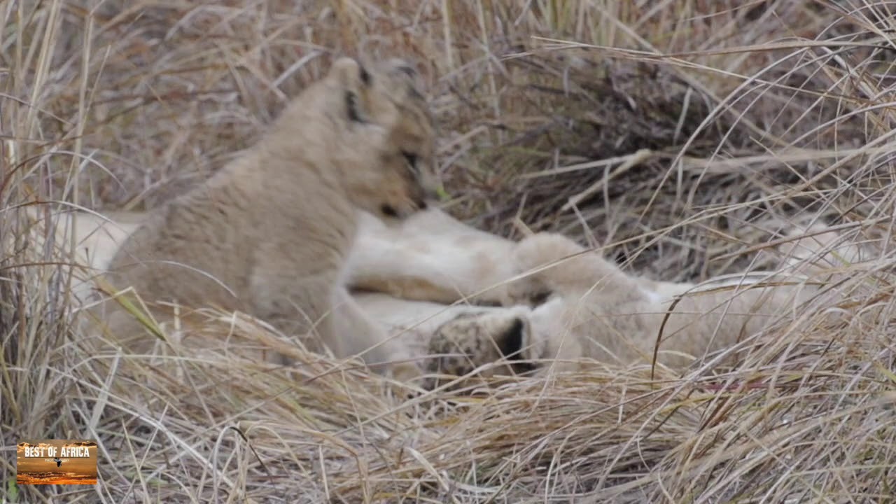 The Fierce Mapogo Lion Cub's Fighting...CUTE!!! - YouTube