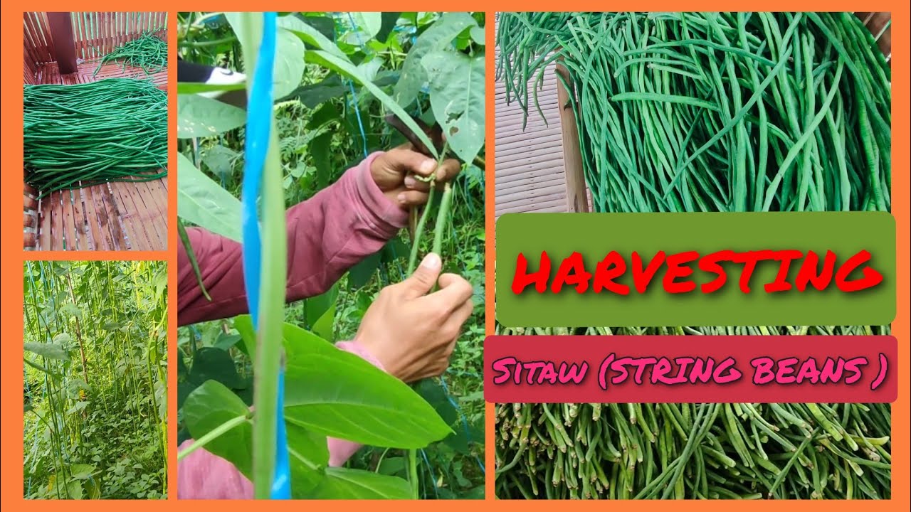 HARVESTING SITAW IN OUR FARM | HARVESTING STRING BEANS - YouTube