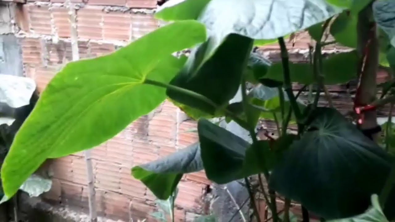 Benefícios da Capeba e um pouco das minhas plantas - YouTube