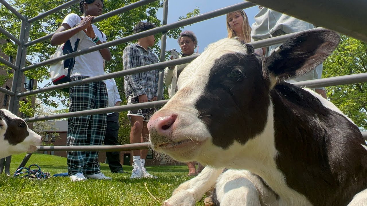 Holy cow! Green week brings calves to campus for sustainability ...