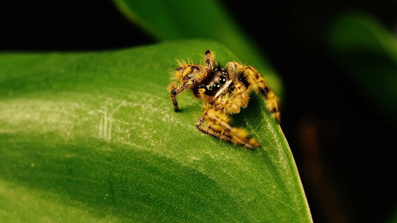 Phidippus otiosus orange - YouTube