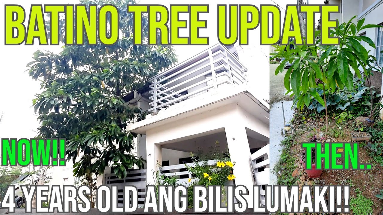 Batino Tree Update sa Ating Tahanan (Philippine Native Trees) - YouTube