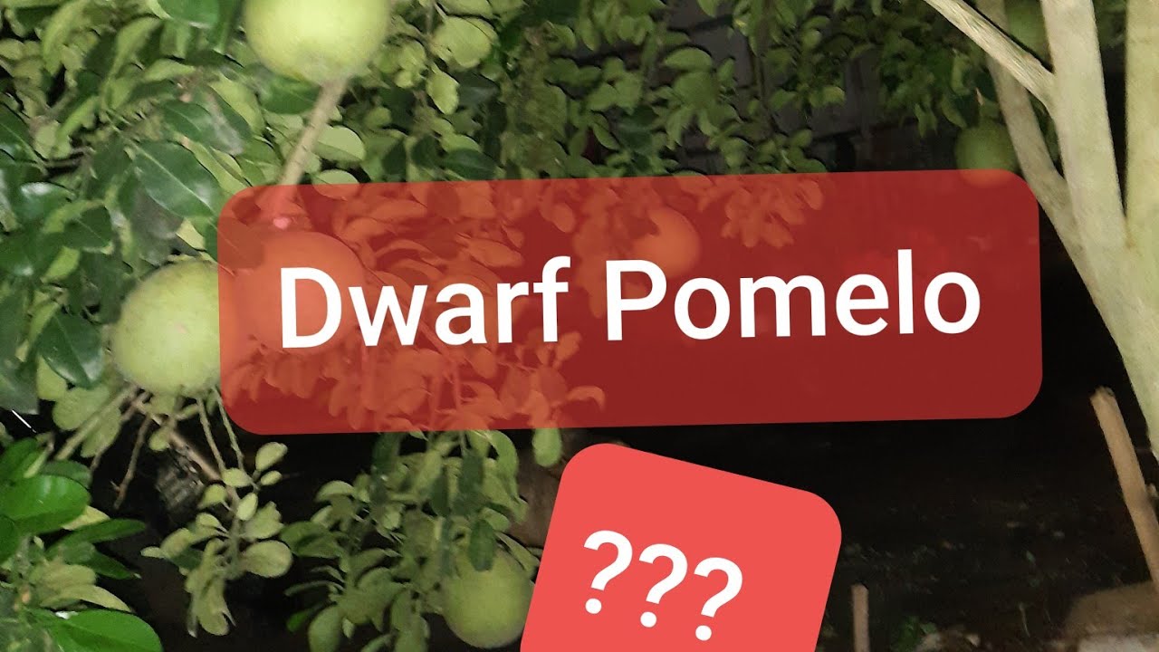 Dwarf Pomelo - YouTube