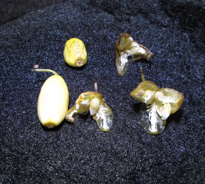 Galanthus nivalis seed pods opening - YouTube