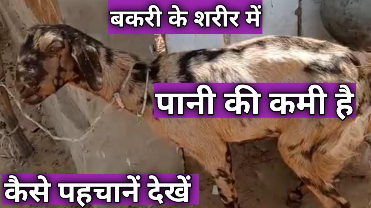 Dehydration symptoms in goat बकरी के शरीर में पानी की कमी का पता ऐसे ...
