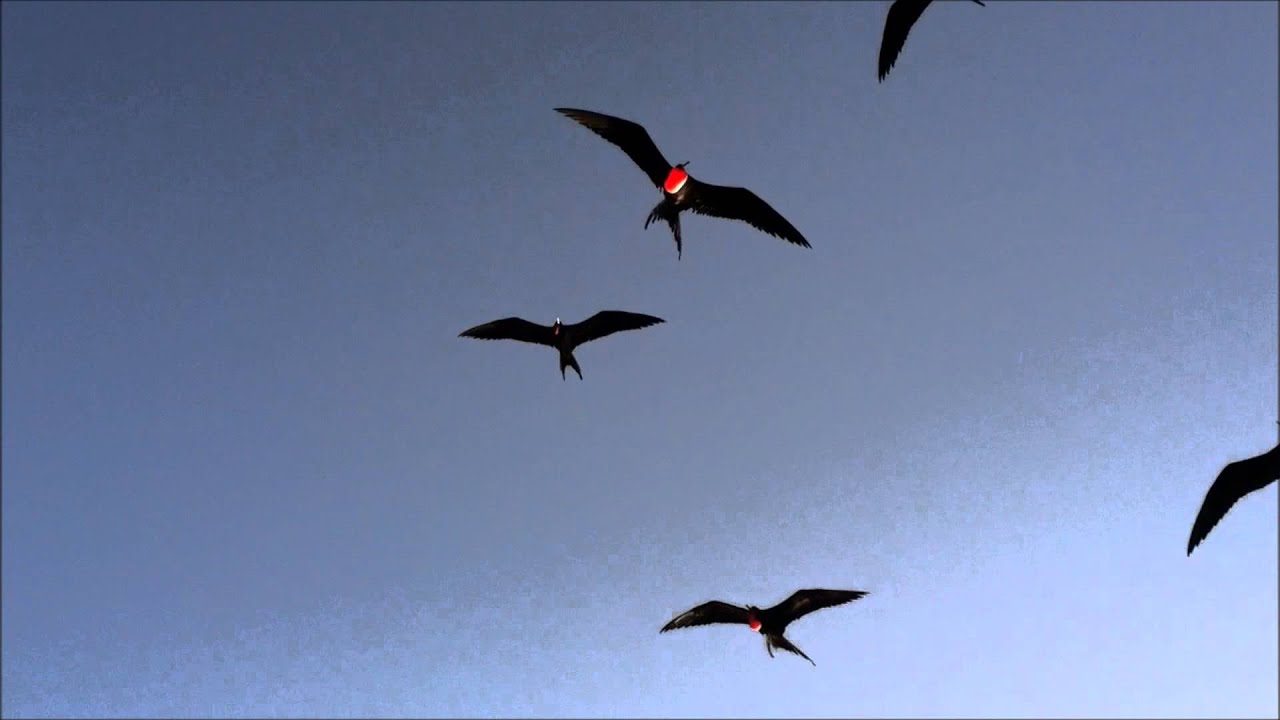 424 Frigatebirds over the Florida Keys Hawkwatch - YouTube