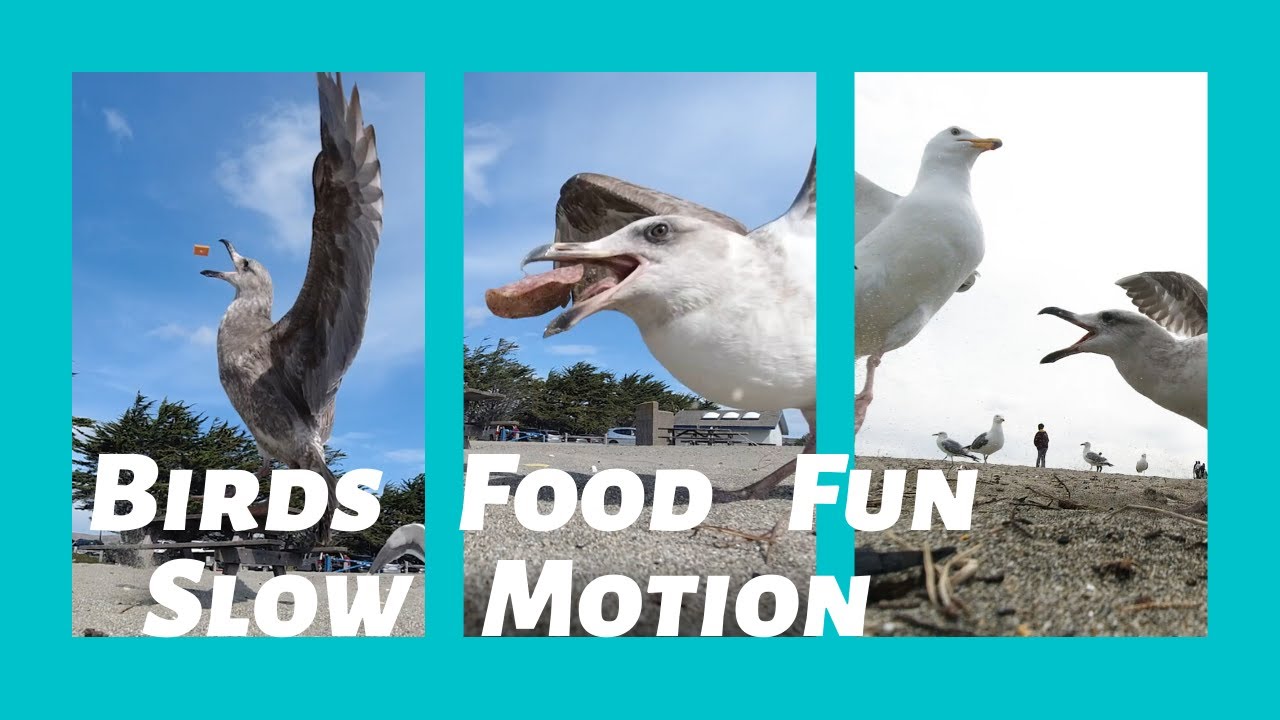 Funny Gull - Silly Seagull Feeding in Slow Motion - YouTube