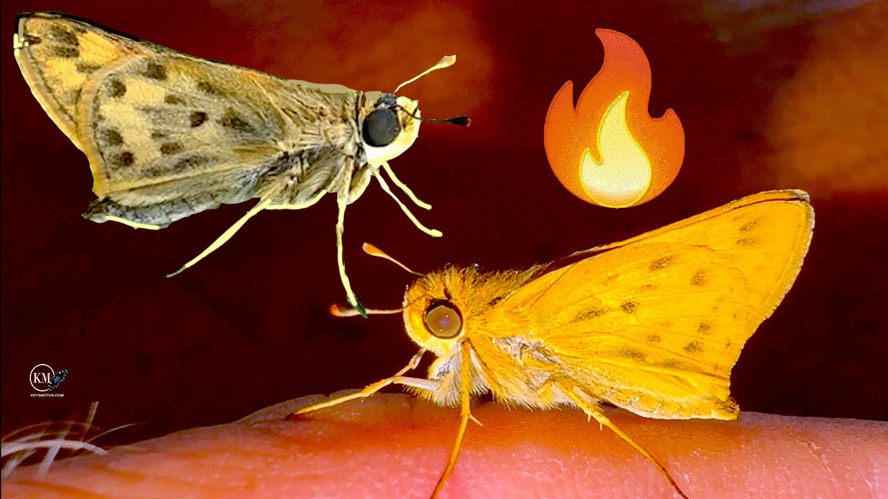 BREEDING FIERY SKIPPER BUTTERFLIES Hylephila phyleus! PART 2 THEY ARE ...