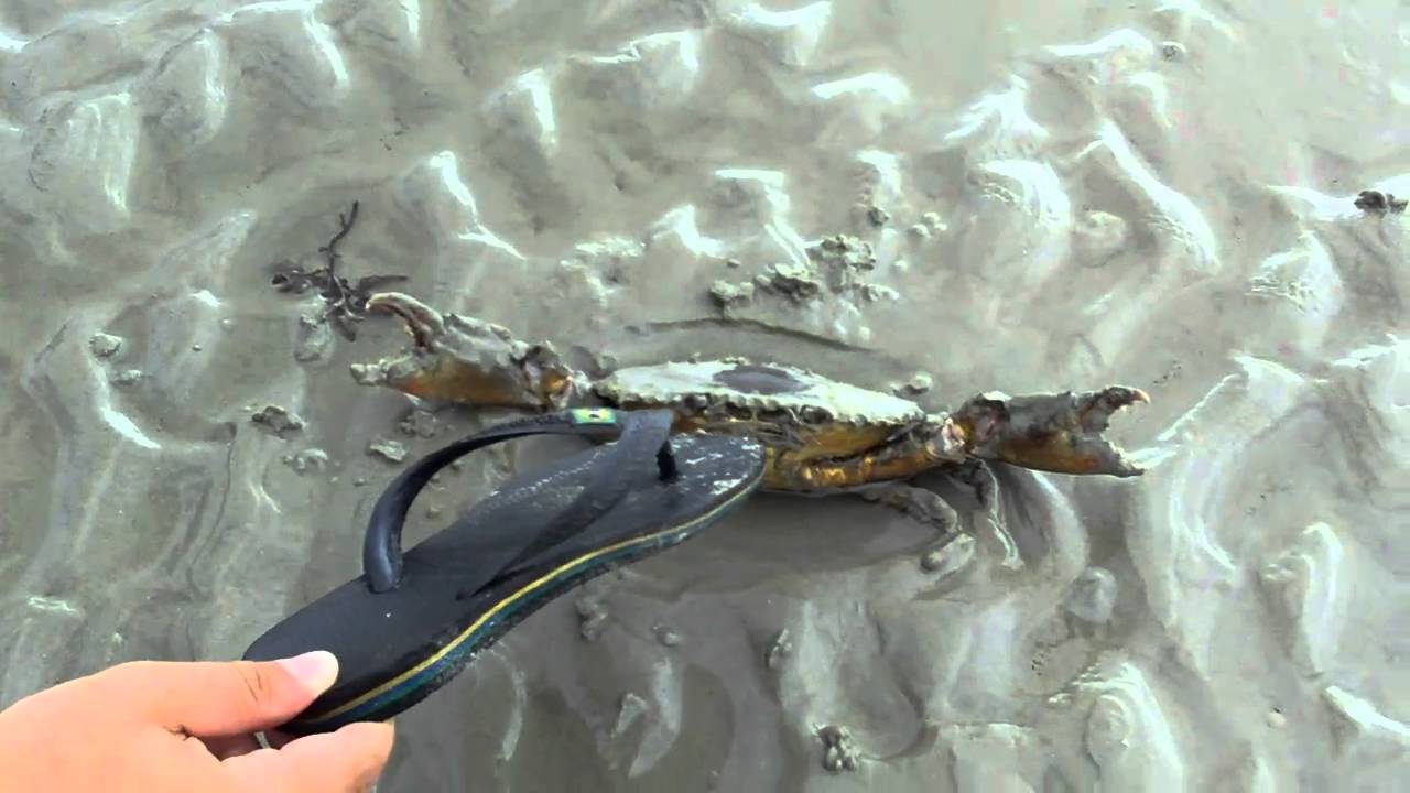 Angry Mud Crab - YouTube