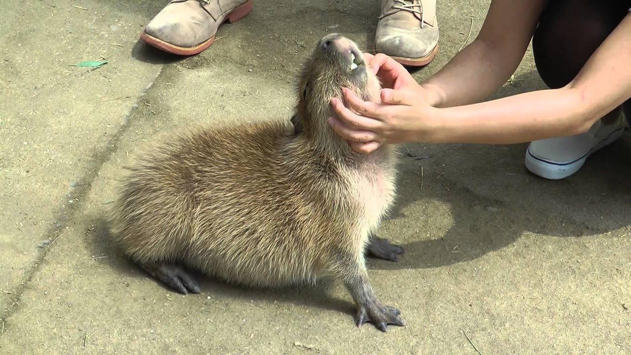 Capybara With Human