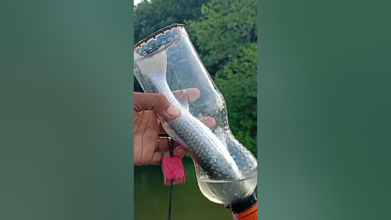 MANCING IKAN BELANAK PAKAI BOTOL BEKAS FANTA SIZE 1 LITER #bottlefishing - YouTube