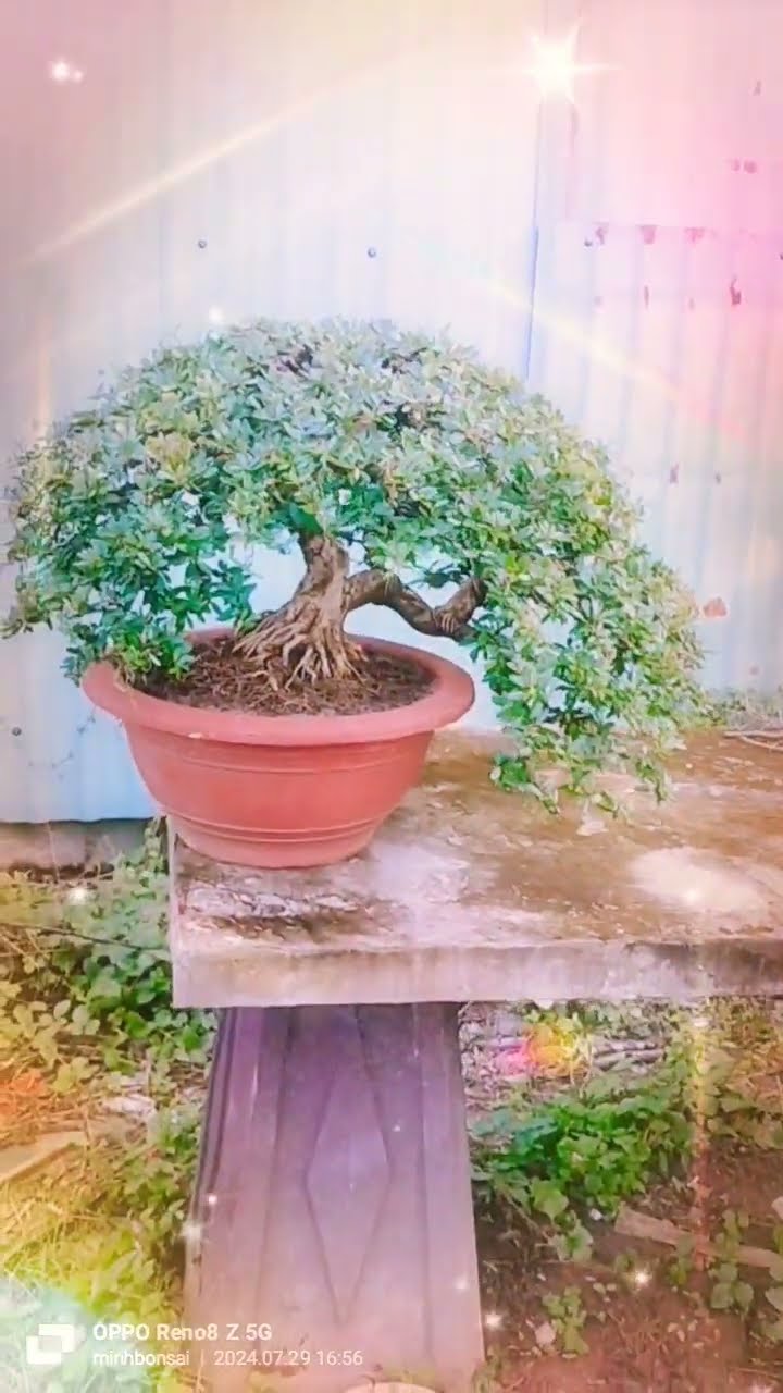 linh sam mini của em #caycanh - YouTube