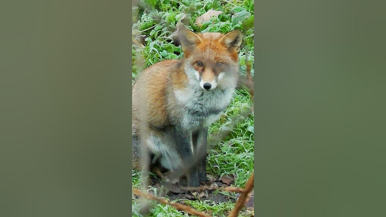 Red Fox Sound Recorded at Night - Nature Sounds #shorts - YouTube