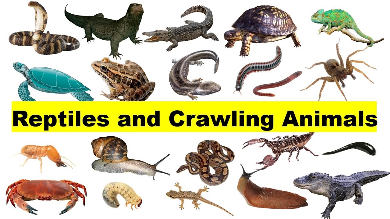 "Reptiles and Crawling Animals for Kids | Learn Reptiles and Crawling ...