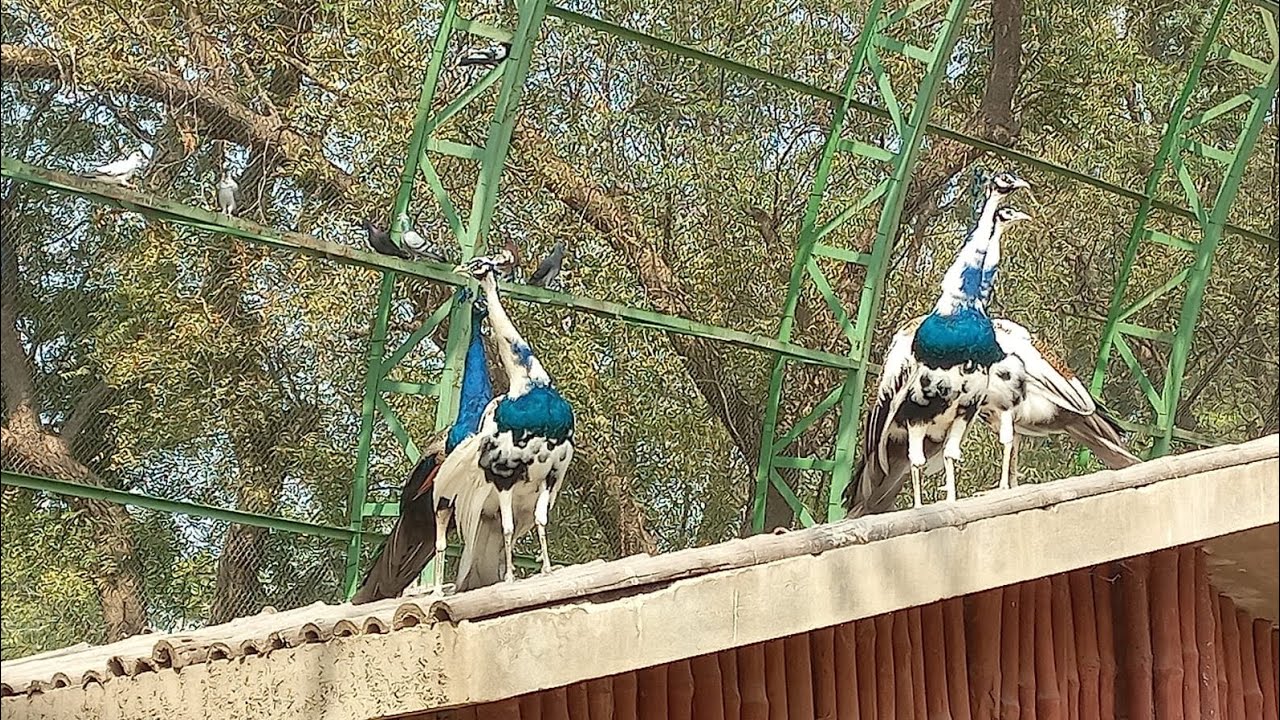 beautiful paed and white Moor in D G Khan. - YouTube