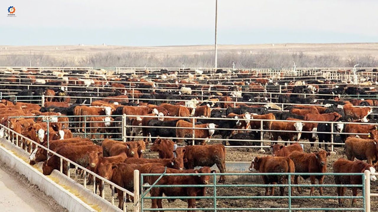 American Ranchers Raise 32,1 Million Beef Cattle This Way -- American ...