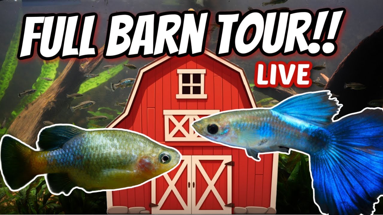 Live Full Fish Barn Tour! - YouTube