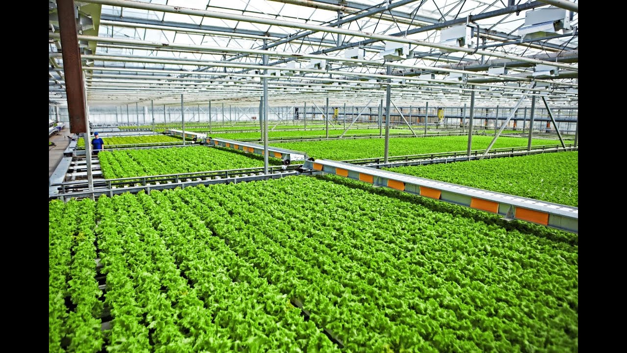 Vegetable Factories Market in Japan 2014-2018 - YouTube