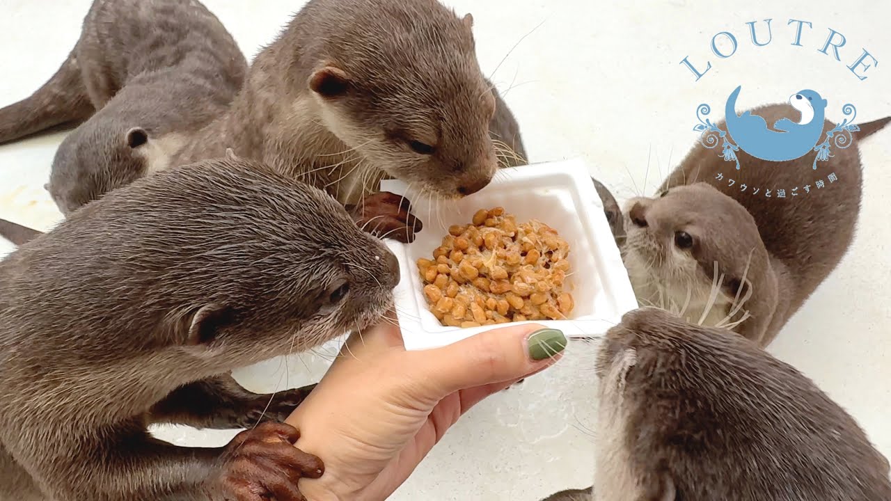 What Happens When Otters See Smelly, Sticky Natto? - YouTube