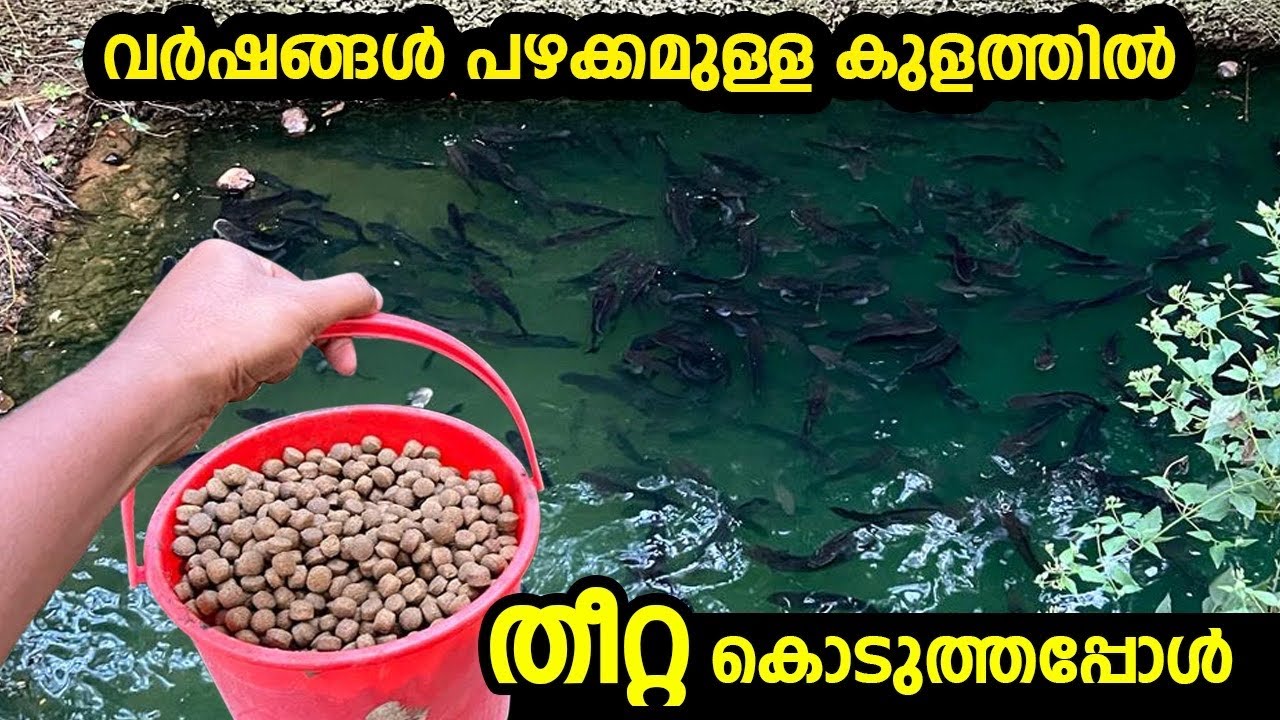 പാമ്പിൻ തലയുള്ള മീനുകൾ | Snakehead fish farming - YouTube