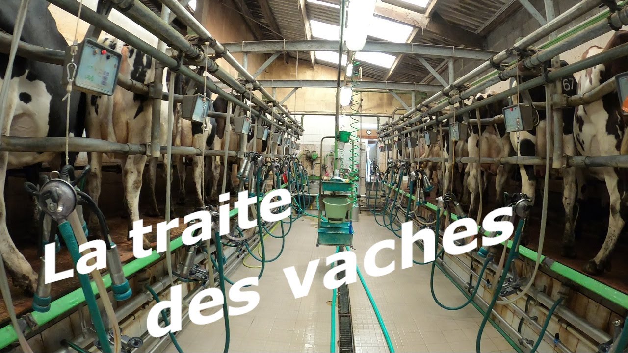 La traite des vaches ! - YouTube