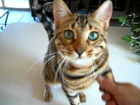 Boo the trained Bengal cat .. RIP 7/24/2020 - YouTube