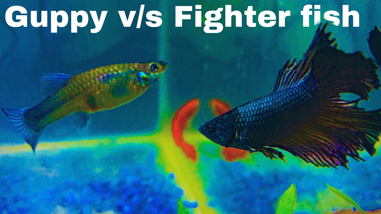 Guppy VS Fighter fish - YouTube