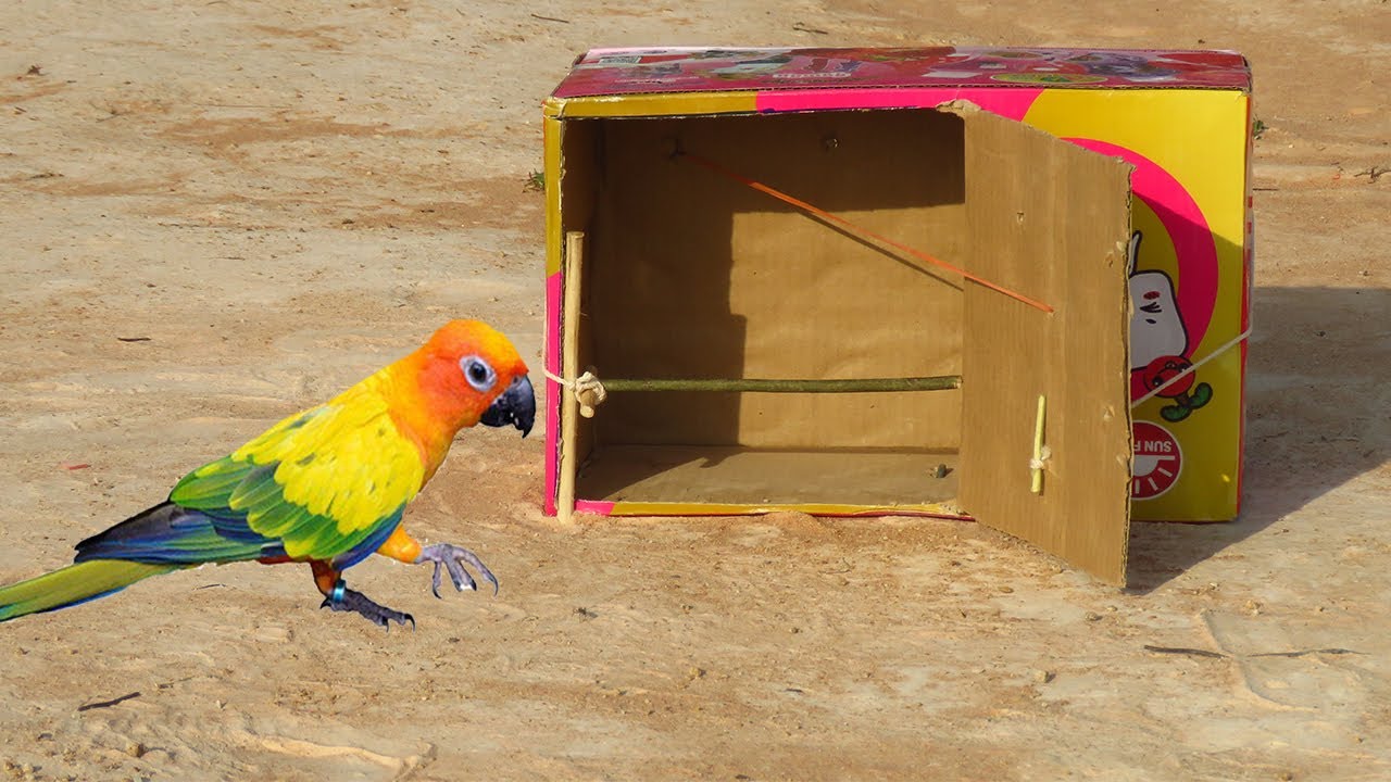 Creative Unique Parrot Trap Technology Using Big Cardboard Box & Easy ...