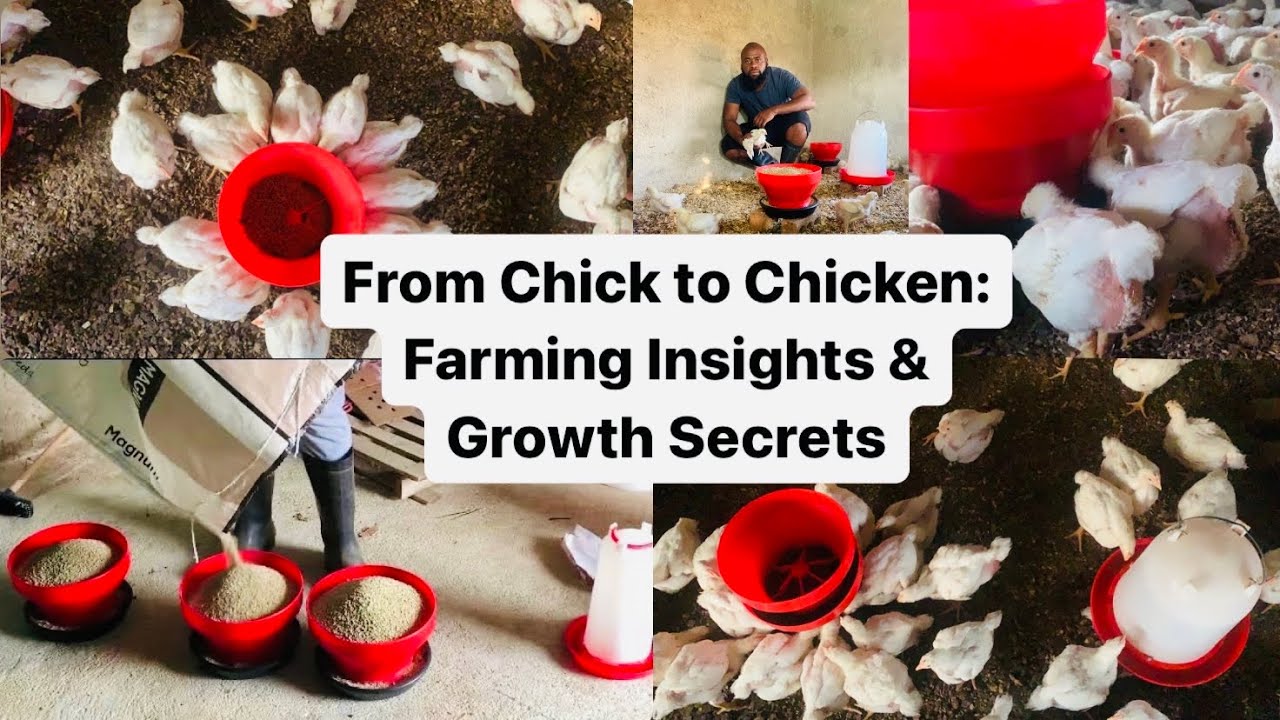 Day 25: Unlocking Poultry Farming: Costs, Daily Essentials, how to ...