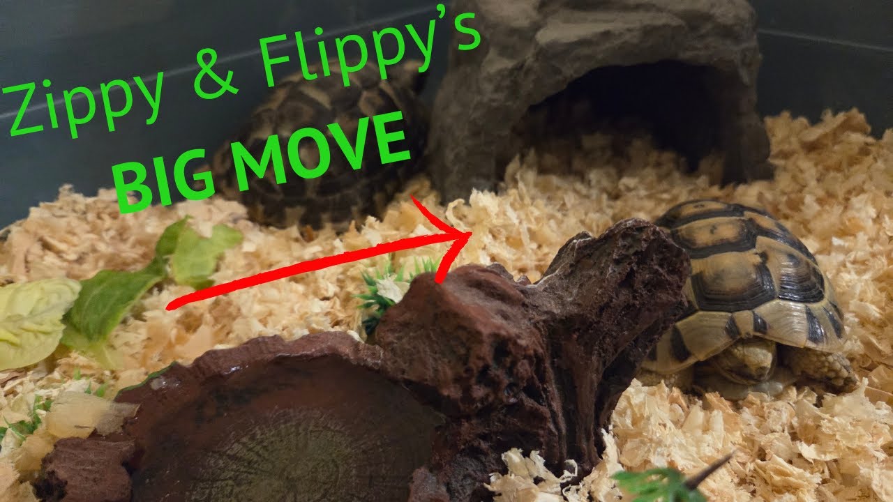 "Tortoise Adventures: Zippy & Flippy Get a New Home!" 🐢🏠 - YouTube