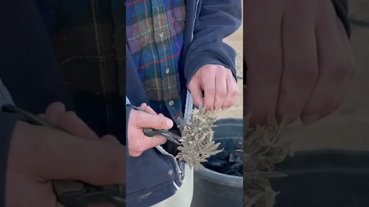 How to Harvest and Trim Marijuana Plant - YouTube