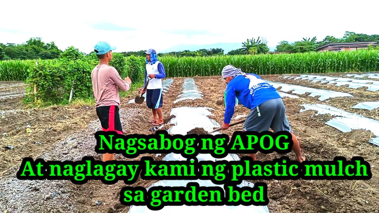 Paglagay ng plastic much sa Garden bed at nagsabog ng apog si jonyor😀☺️ ...