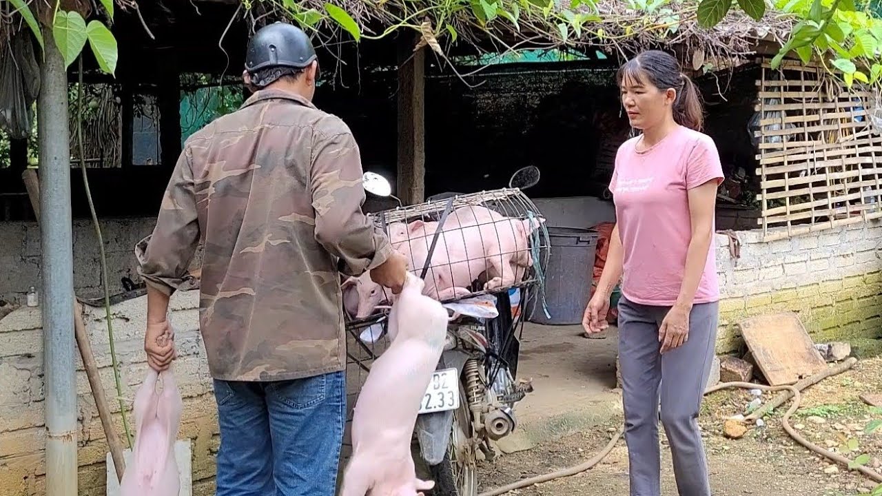 Take care of pigs and chickens. Catch more piglets to raise. (Episode ...