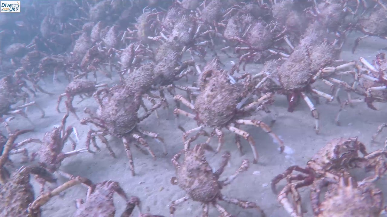 Giant Spider Crab Army in Port Phillip Bay - YouTube