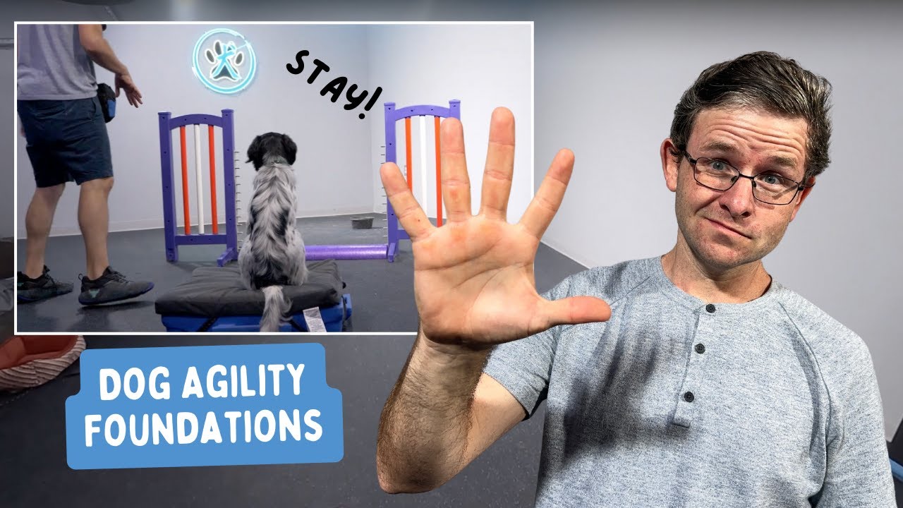 The Secret to PERFECT Startline Stays for Dog Agility - YouTube