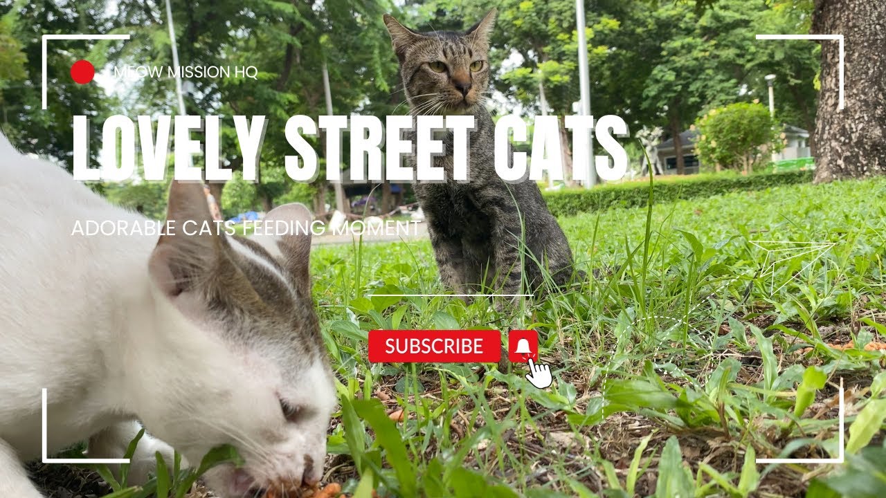 Feeding Two Sweet Cats: A Simple Act of Love - YouTube