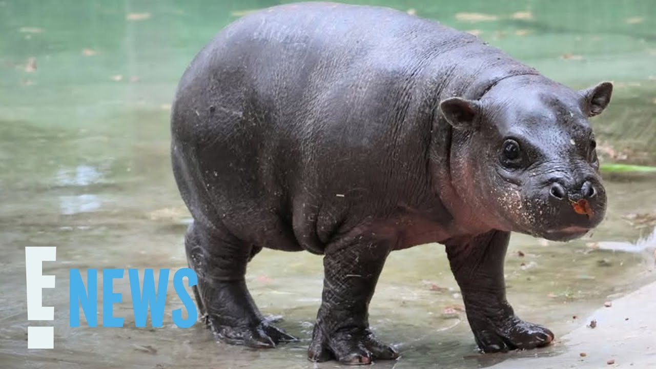 Baby Pigmy Hippo Mars Goes Viral for Refusing to Get Out of Pool | E ...