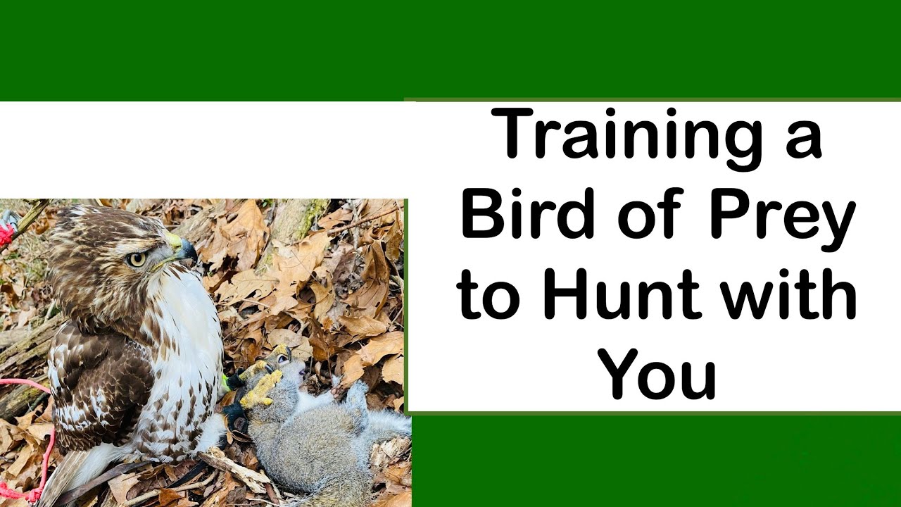 Training a Bird of Prey to go Hunting- KJ Falconry - YouTube