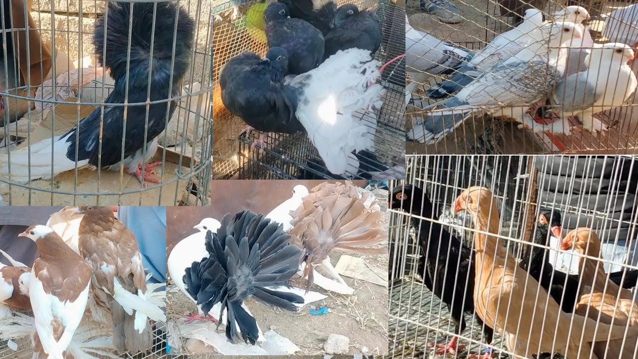 Biggest Fancy Birds Market | Fancy Kabootar Market Rawalpindi | Fancy ...