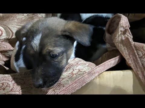 Need of Sensitization for dogs in society ||DTU students ||DTU ...