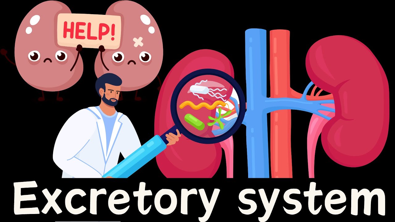 Excretion in Human Class 10 | Excretion in Human Life Process ...