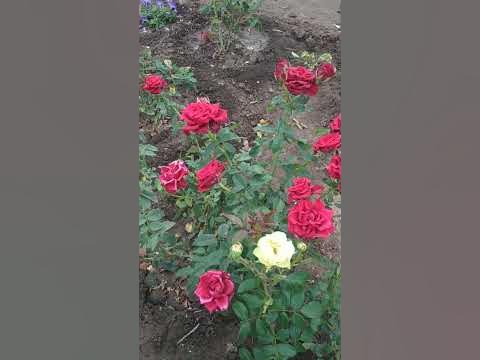 Чайно гибридная срезочная роза 🌹 Эксплорер. - YouTube