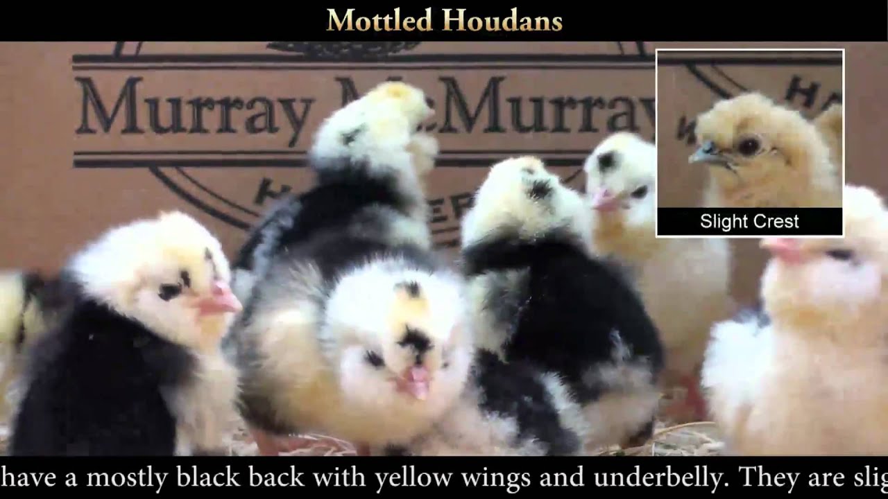 Mottled Houdan Chicken