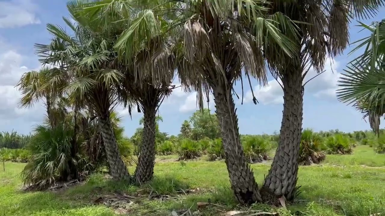 Multi Trunk Palm Trees Florida 25 Best Types Of Palm Trees To Grow