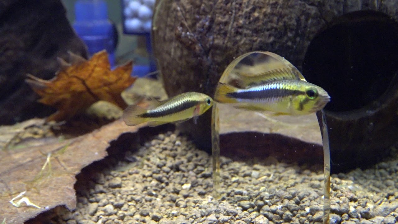 Apistogramma Sp.Abacaxis Wilhelmi - YouTube