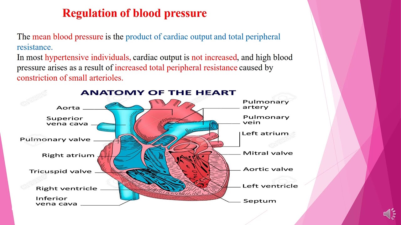 CVD I hypertension - YouTube
